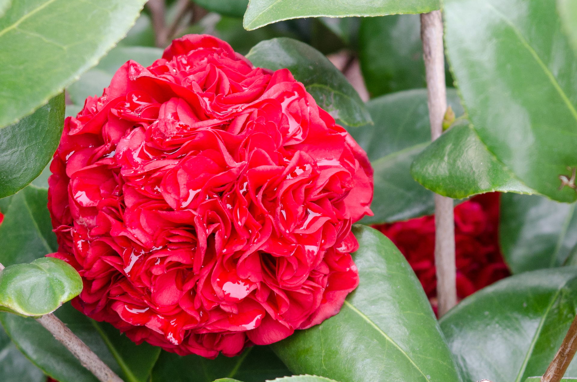 Verdant Design Client Review! | Verdant Landscaping